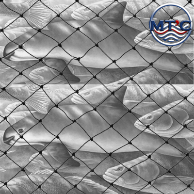 TOTOABA: When Mexican Cartels Diversify Into The Smuggling Of Fish Swim ...