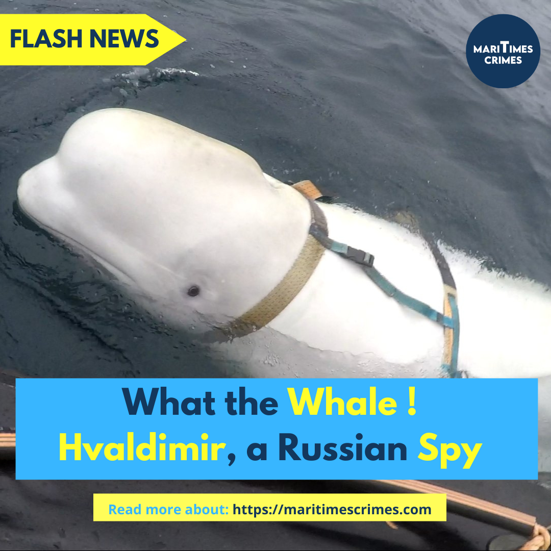 What the whale ? Hvaldimir, the russian spy - MariTimes Crimes
