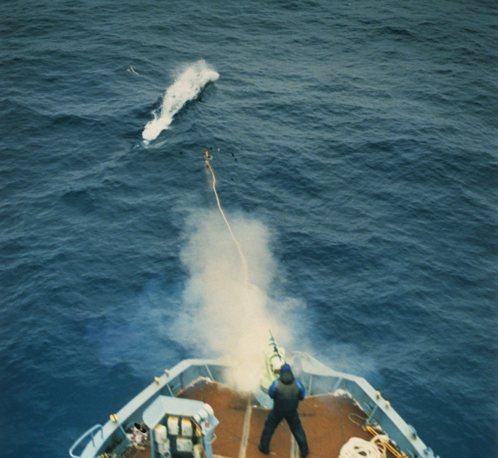 Whaling : The practice of whale hunting - Maritimes Crimes