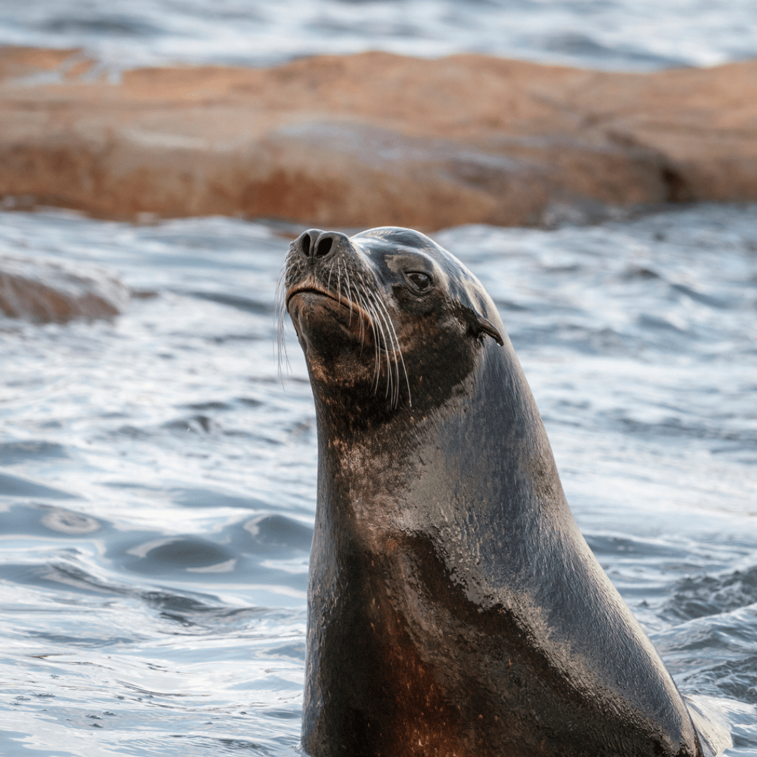 Rabies-infected sea lions attack surfers off Cape Coast - Maritimes Crimes