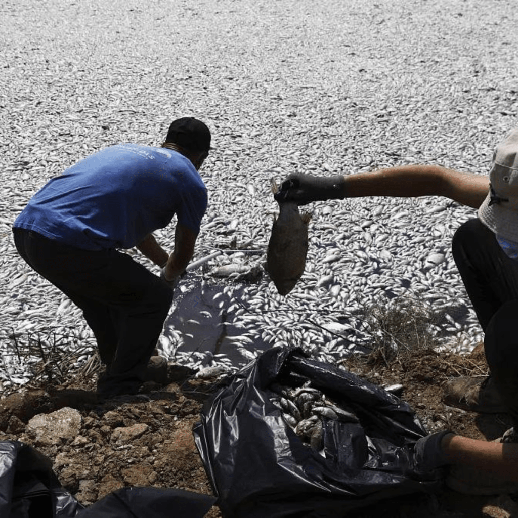 Thousands of dead fish in Volos port spark environmental crisis ...