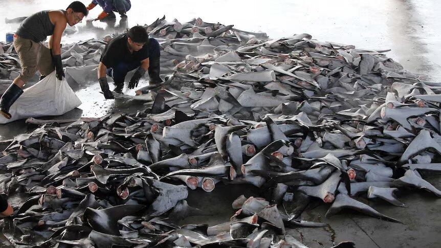 Australia: Illegal Fishing Boat Destroyed After Shark Finning Discovery ...